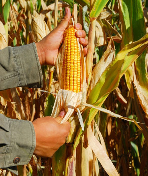 PH most 'GMO-friendly' country in Southeast Asia?