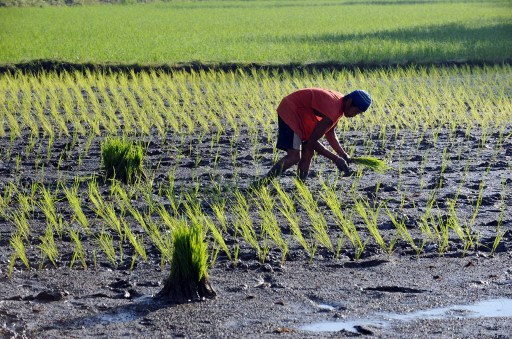 Filipinos' high rice consumption fueled by the poor