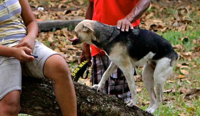 Dog hero Kabang returns to the Philippines
