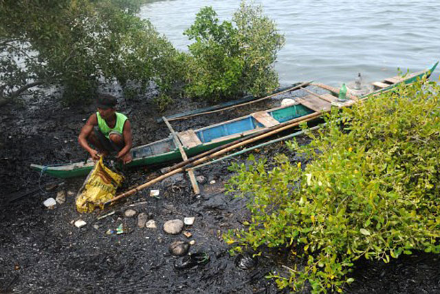 Cebu oil spill damages mangroves, seaweed farms