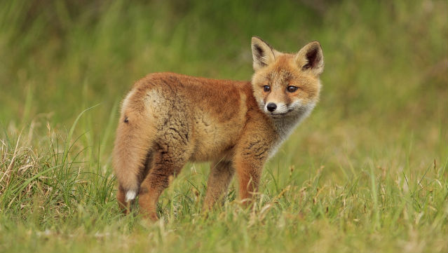 French family finally wins right to keep adopted fox