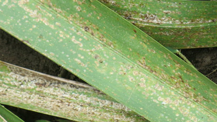 Saving the PH coconut industry