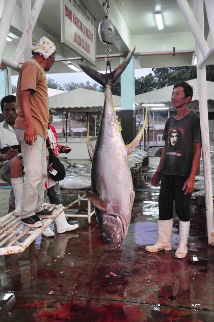 Filipino tuna fishers prepare to return to closed Pacific seas | Ph ...